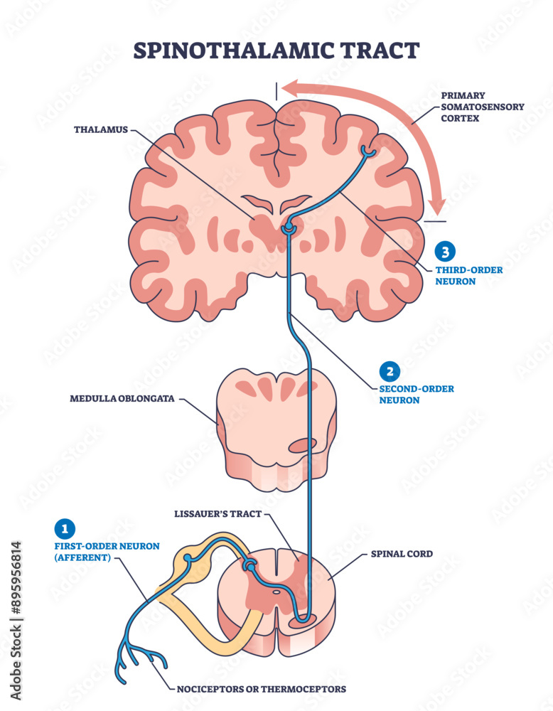 Spinothalamic tract as neural pathway to brain thalamus outline diagram, transparent background ...