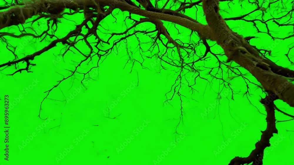 Spreading roots tree from below symbolizing growth and strength on ...