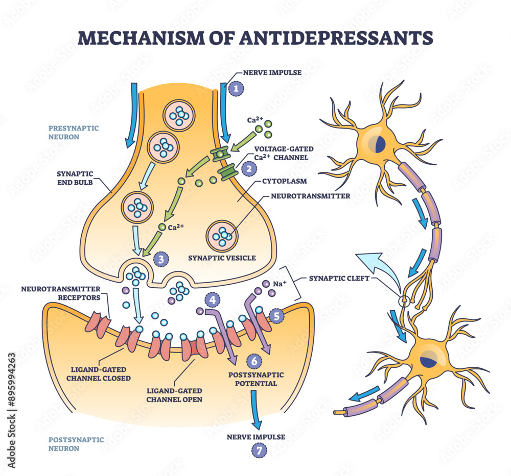 Mechanism of antidepressants for brain cells neurotransmitters boost ...