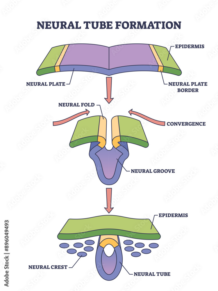 Neural tube formation as embryo medical development stage outline ...