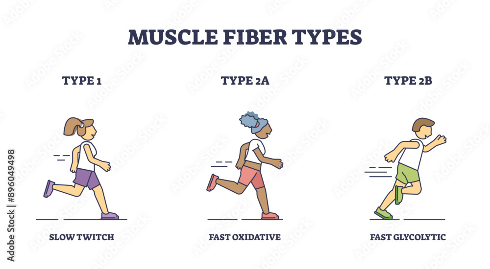 Muscle fiber types with slow and fast twitch activities outline diagram ...