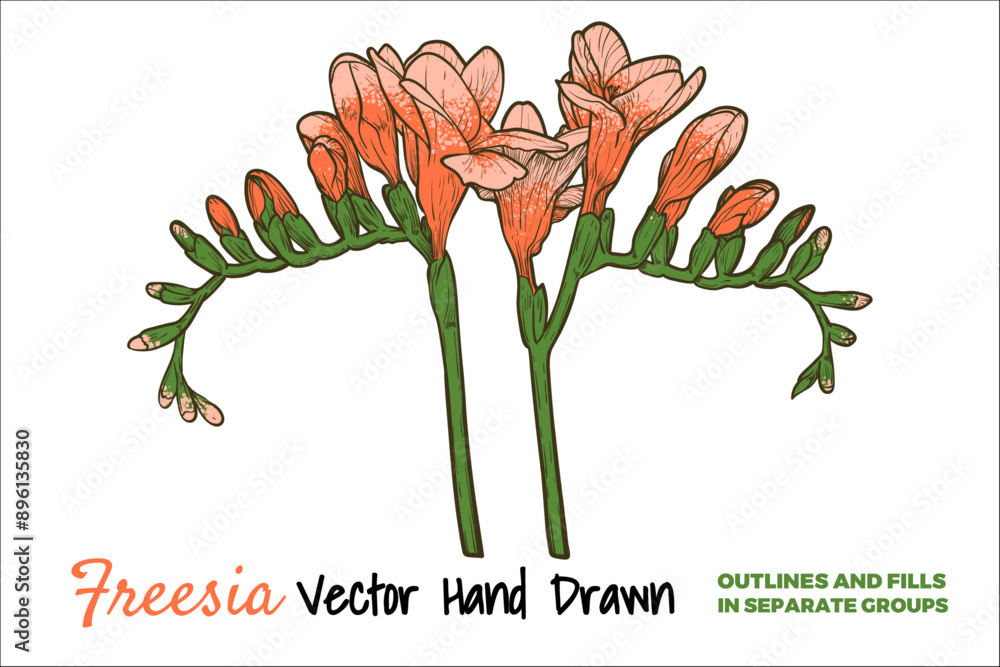 Hand drawn vector freesia flowers set. Orange spring flowers isolated ...