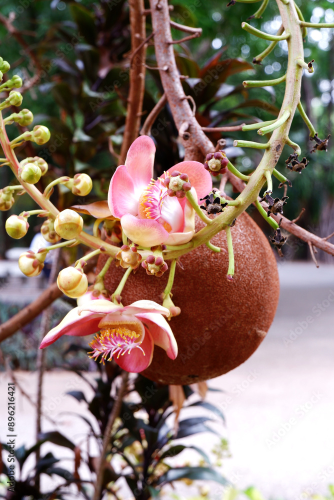 Cannonball tree or Sal tree with natural light. Close-up cannonball ...