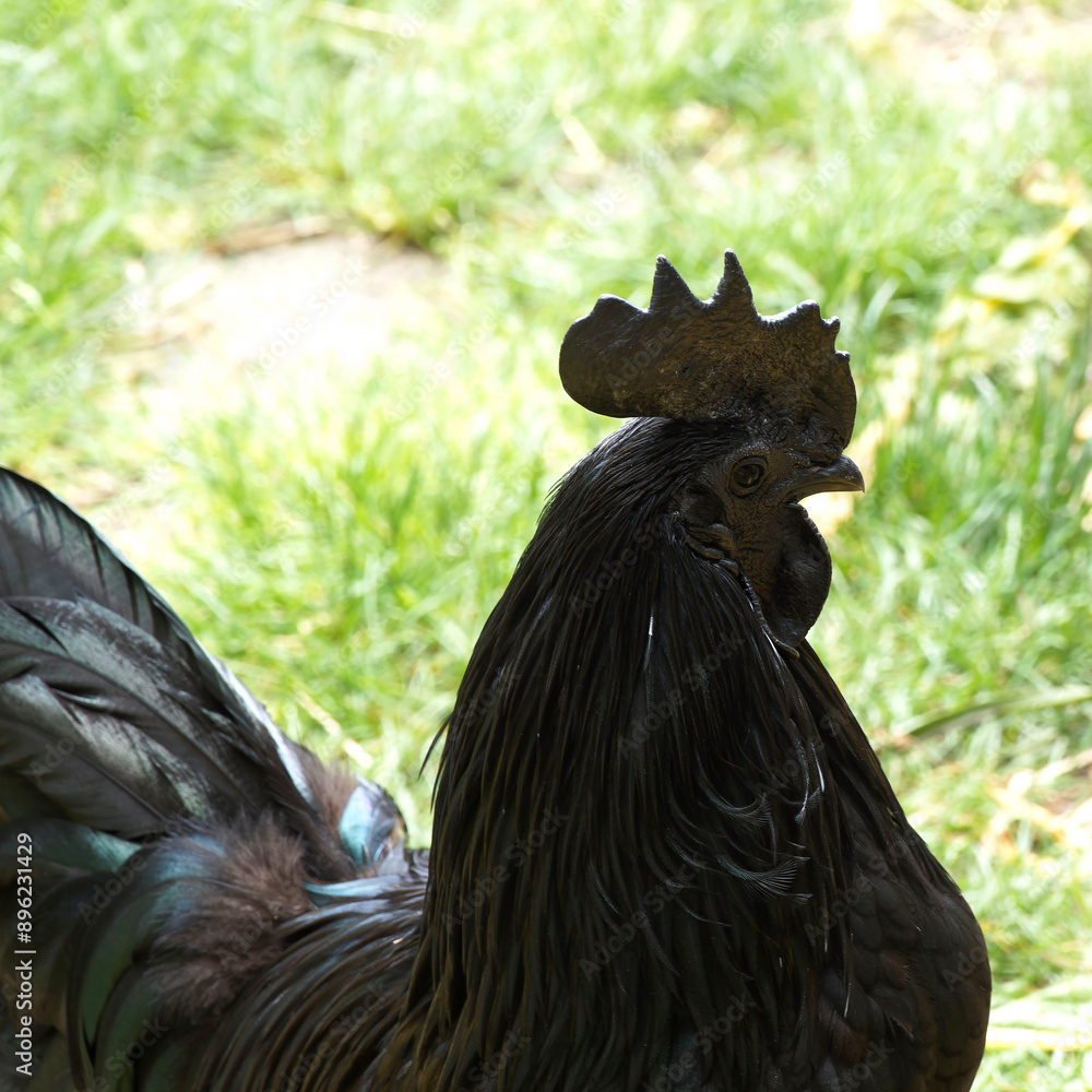 Coq ayam Cemani (Gallus gallus domesticus) ou rare poule Cemani au ...