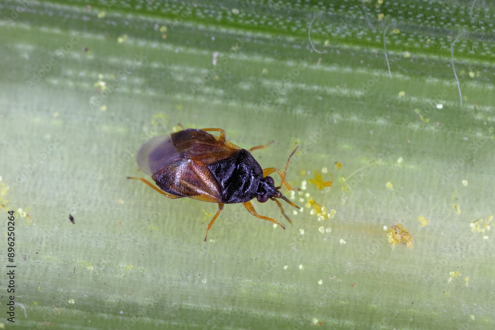 Minute pirate bugs or called flower bugs (Anthocoridae) from genus ...