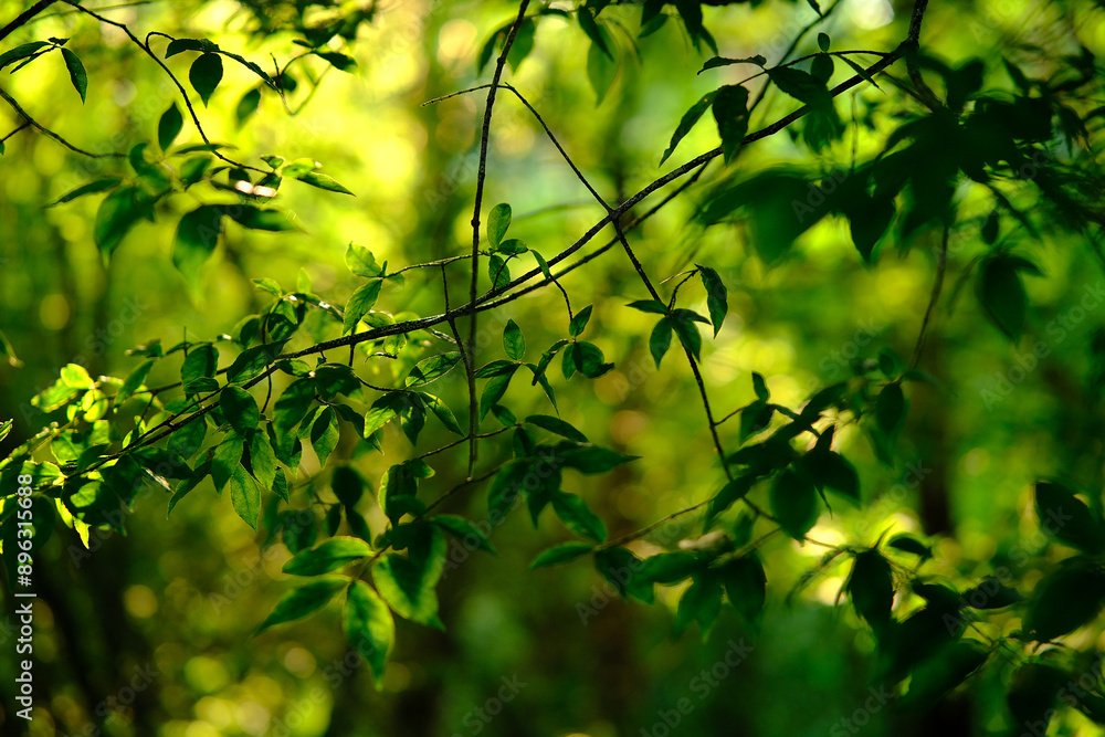 summer plans background leaves. cinematic bright green sun light effect ...