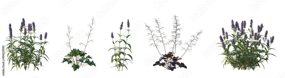 Set of Nepeta nervosa and Heuchera micrantha blooming frontal isolate ...