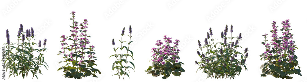Set of 6 Nepeta nervosa (Blue Moon, Catmint) and Malva sylvestris ...