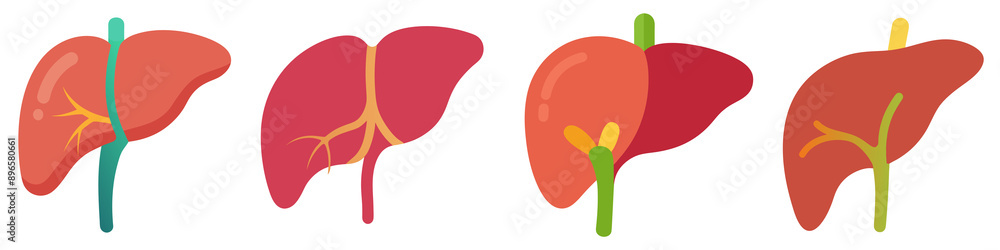 Human lever isolated on transparent background PNG file Stock ...