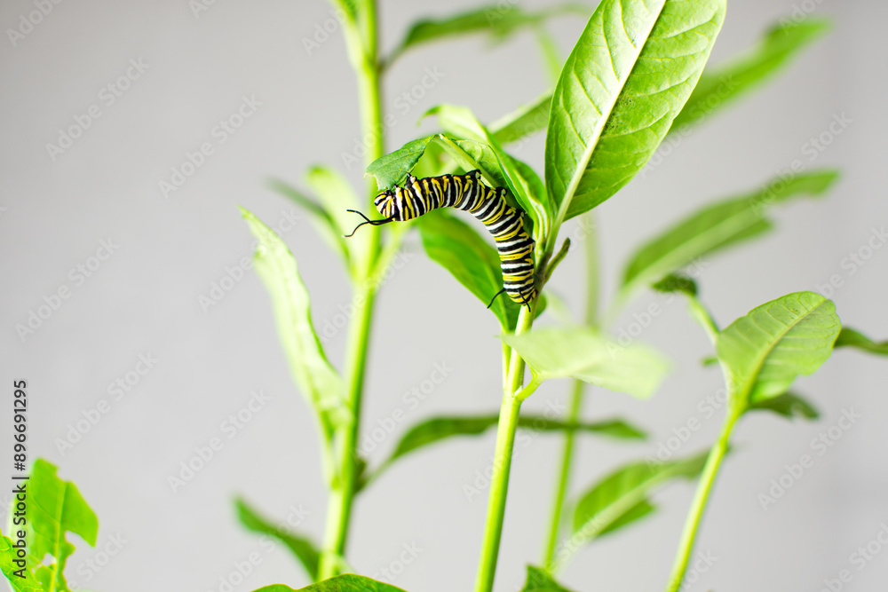 Monarch butterfly caterpillar on a milkweed leaf. Raising endangered ...