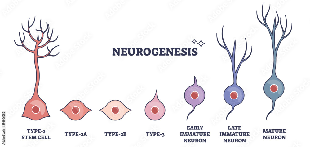 Neurogenesis process as stem cell growth to mature neuron outline ...