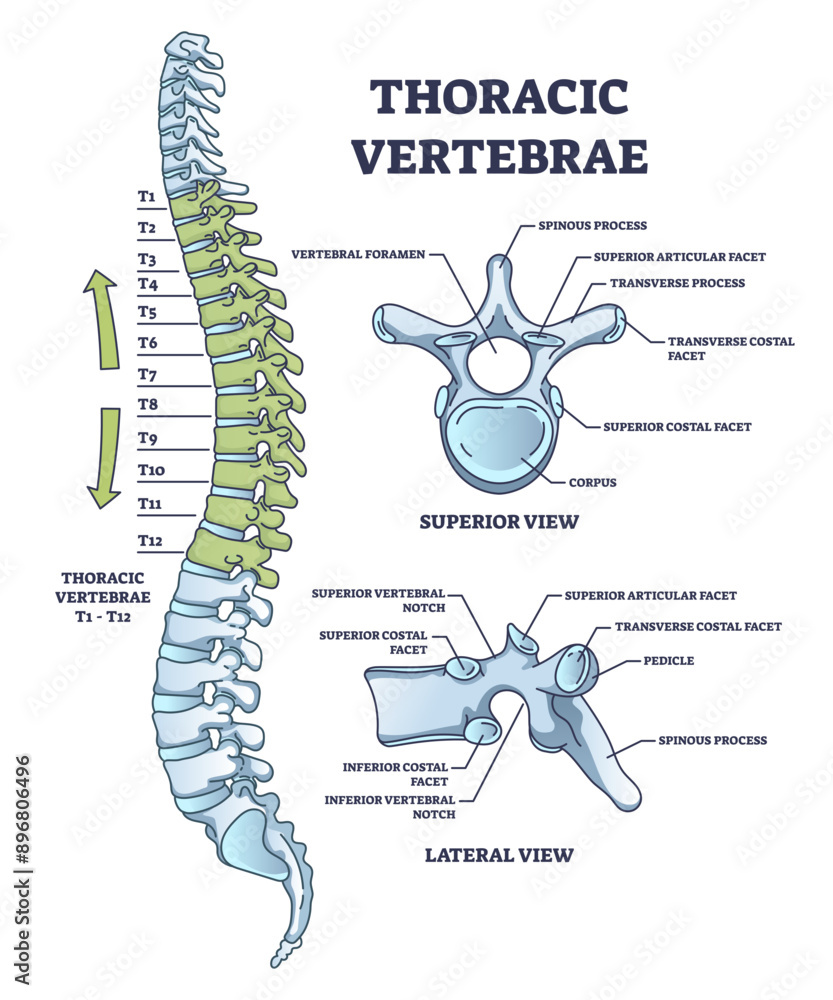 Thoracic vertebrae location and medical structure description outline ...