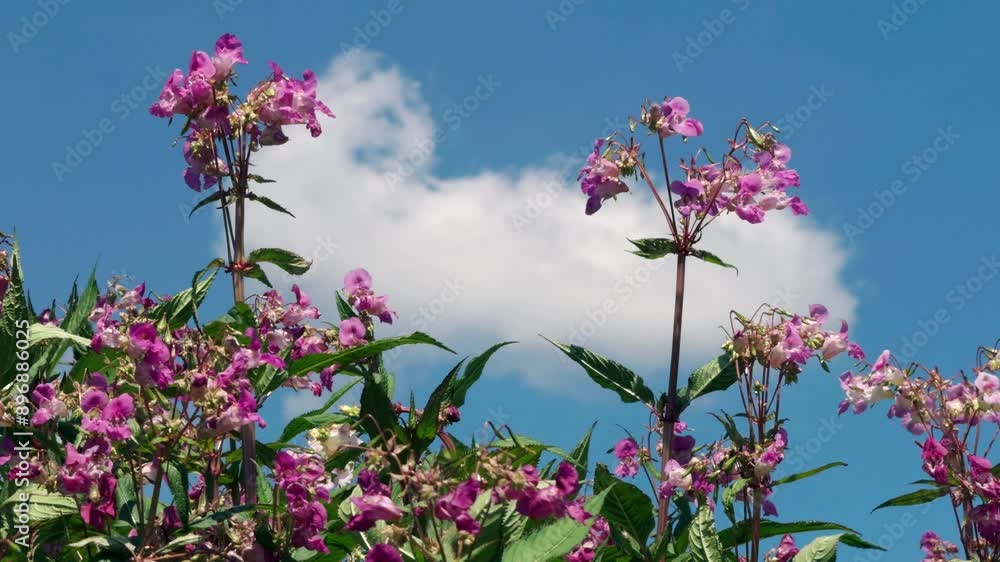 The pretty pink flowering Himalayan Balsam weed. which is invading the ...