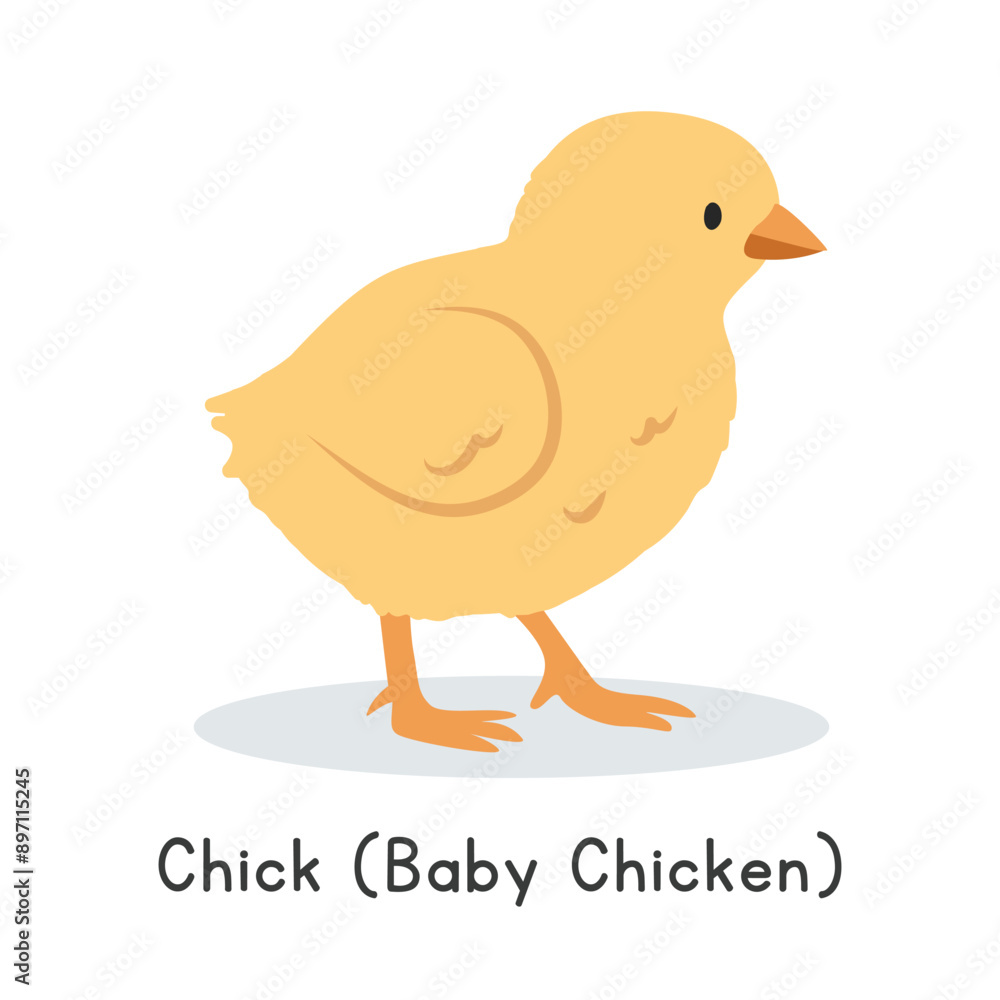 Chick (baby chicken) vector illustration. Cute yellow chick cartoon ...