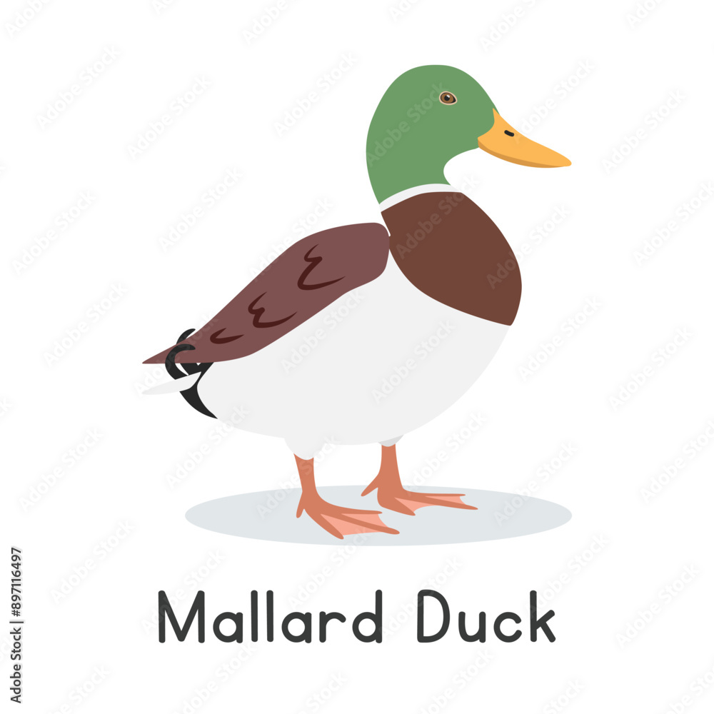 Mallard duck vector illustration. Cute duck cartoon clipart, animal in ...