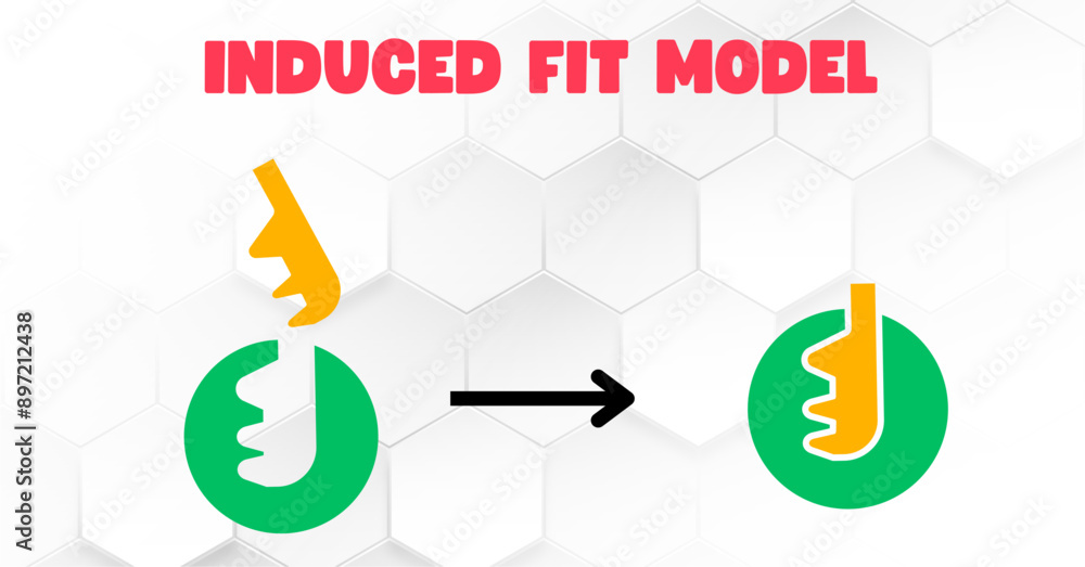 Vetor de induced fit model of enzyme, substrate binds to an active site ...
