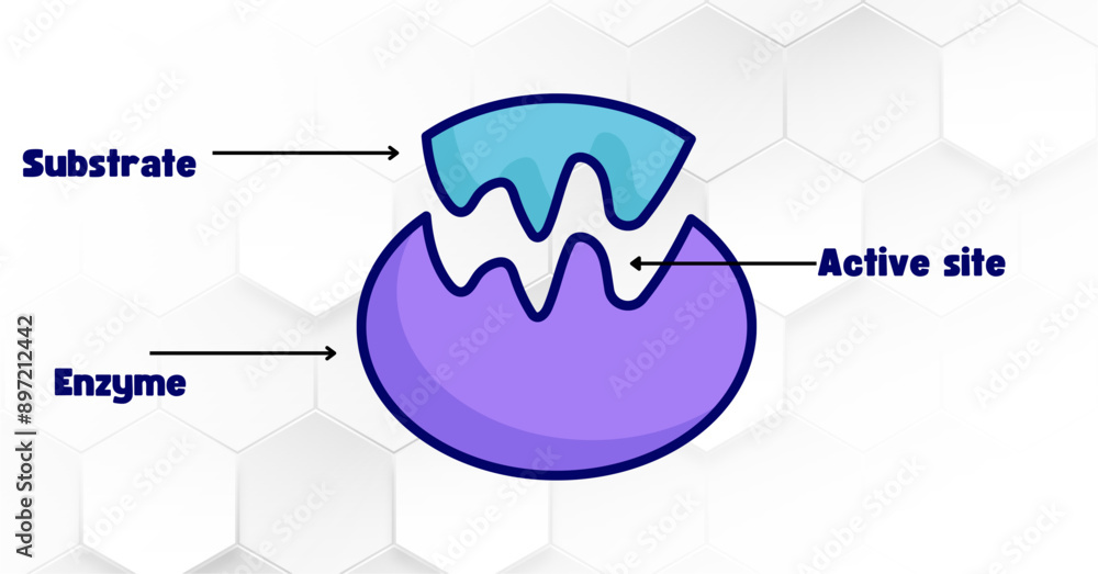 Vetor do Stock: enzyme complete labeled diagram. Enzymes and the active site. complete set ...