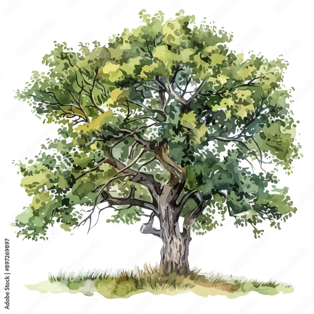 Watercolor drawing of a Elm tree, isolated on a white background, Elm ...