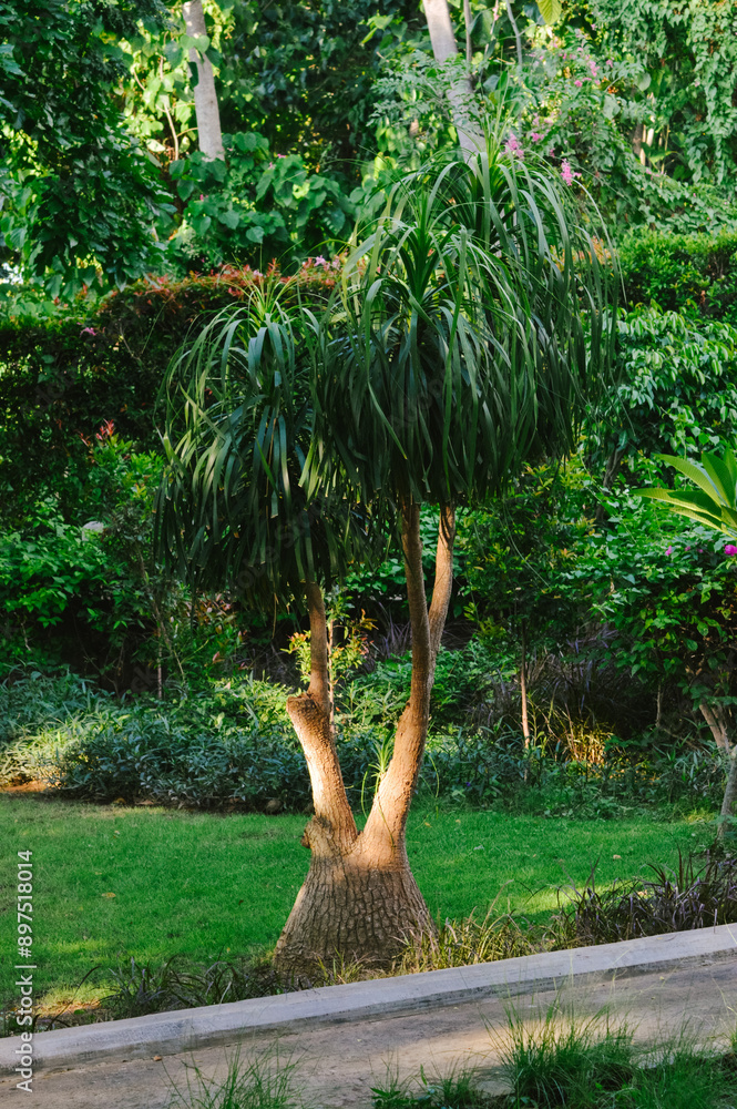 Beaucarnea recurvata, also known as ponytail palm or elephant’s foot ...