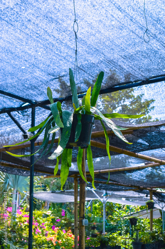 The Epiphyllum oxypetalum, known as the Queen of the Night, features ...