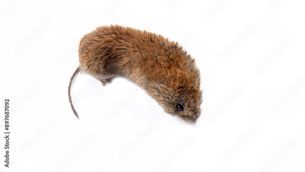 Theriology and deratization. Wild forest and field mice (Apodemus and ...