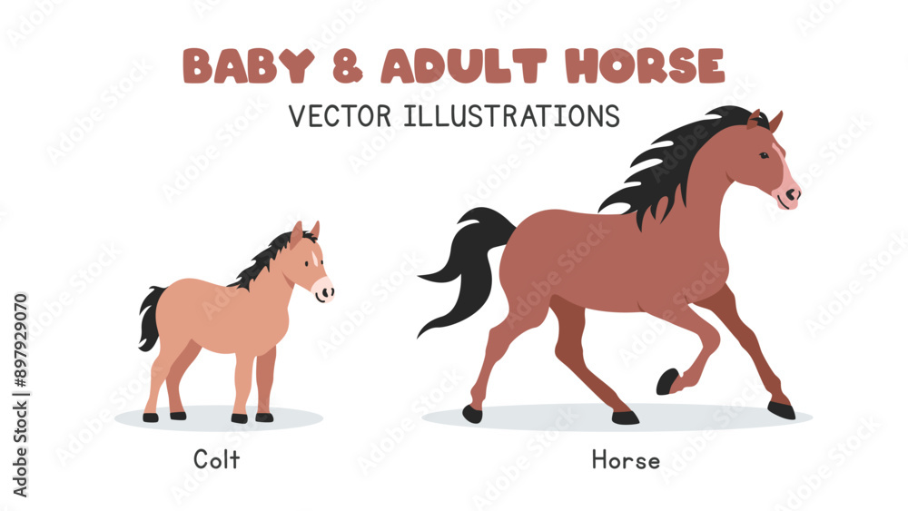 Horse and colt vector illustrations. Adult and baby horse cartoon ...