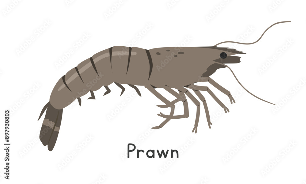 Prawn vector illustration. Realistic prawn cartoon clipart, animal in ...
