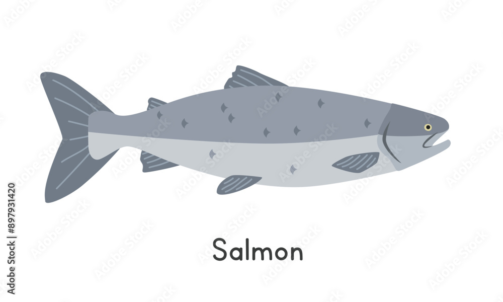 Salmon vector illustration. Salmon fish cartoon clipart, animal in flat ...