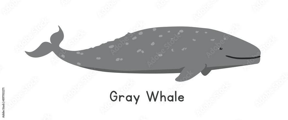 Gray whale vector illustration. Cute gray whale cartoon clipart, animal ...