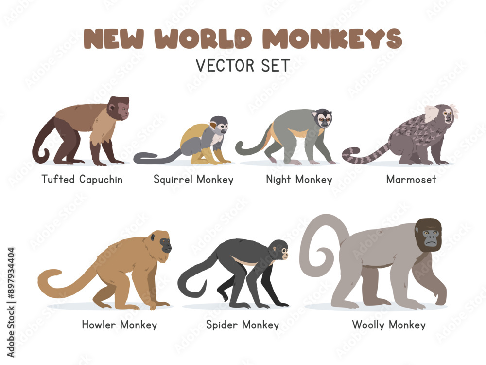 New World monkeys vector illustration set. New World monkey species ...