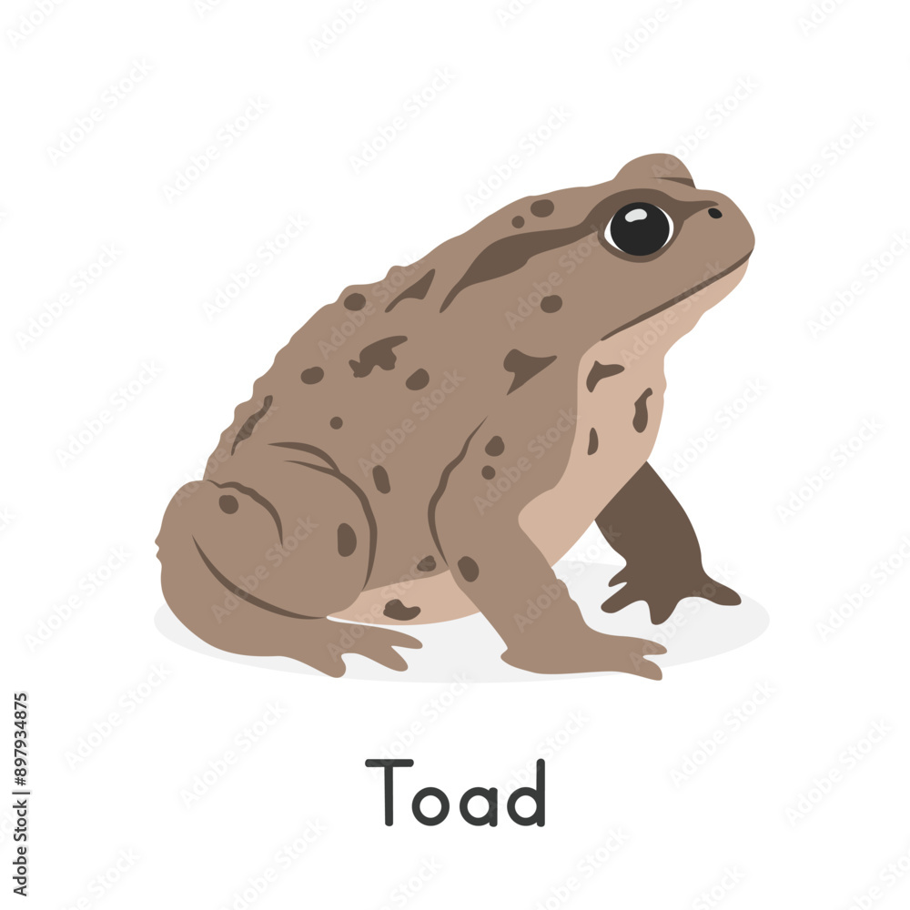 Vecteur Stock True toad vector illustration, cartoon clipart character ...