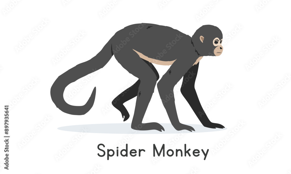 Spider monkey vector illustration, cartoon clipart character, animal in ...