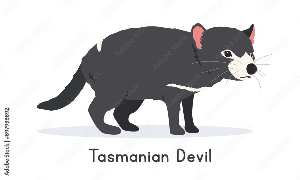 Tasmanian devil vector illustration, cartoon clipart character, animal ...