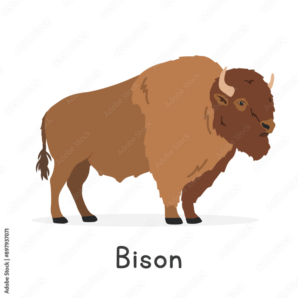 Bison vector illustration, cartoon clipart character, animal in flat ...