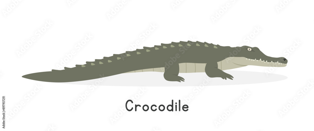 True crocodile vector illustration, cartoon clipart character, animal ...