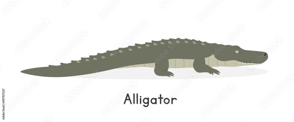 Alligator vector illustration, cartoon clipart character, animal in ...