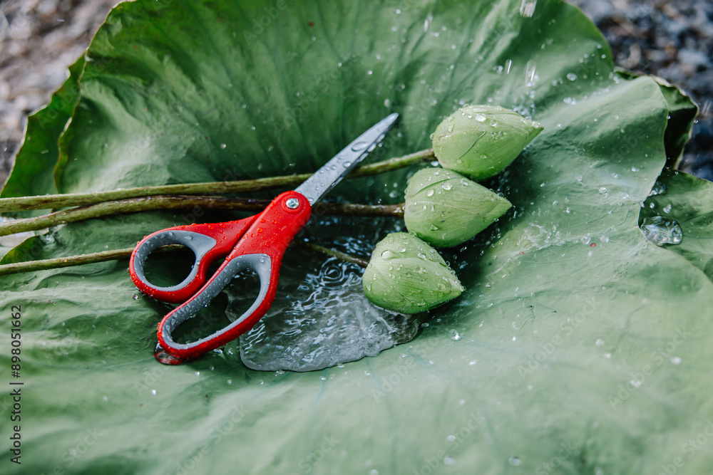 Cutting hair on Lotus leaf. The Ordination ceremony of the Buddhist ...