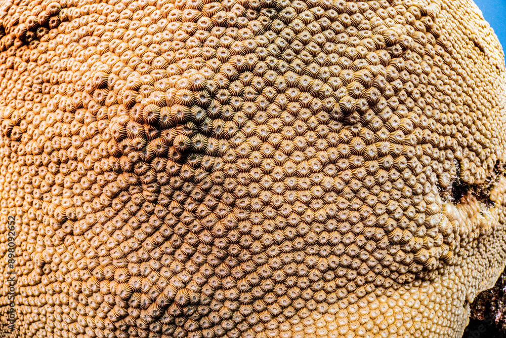 Rock coral with a repeating pattern in circles. The structure is ...