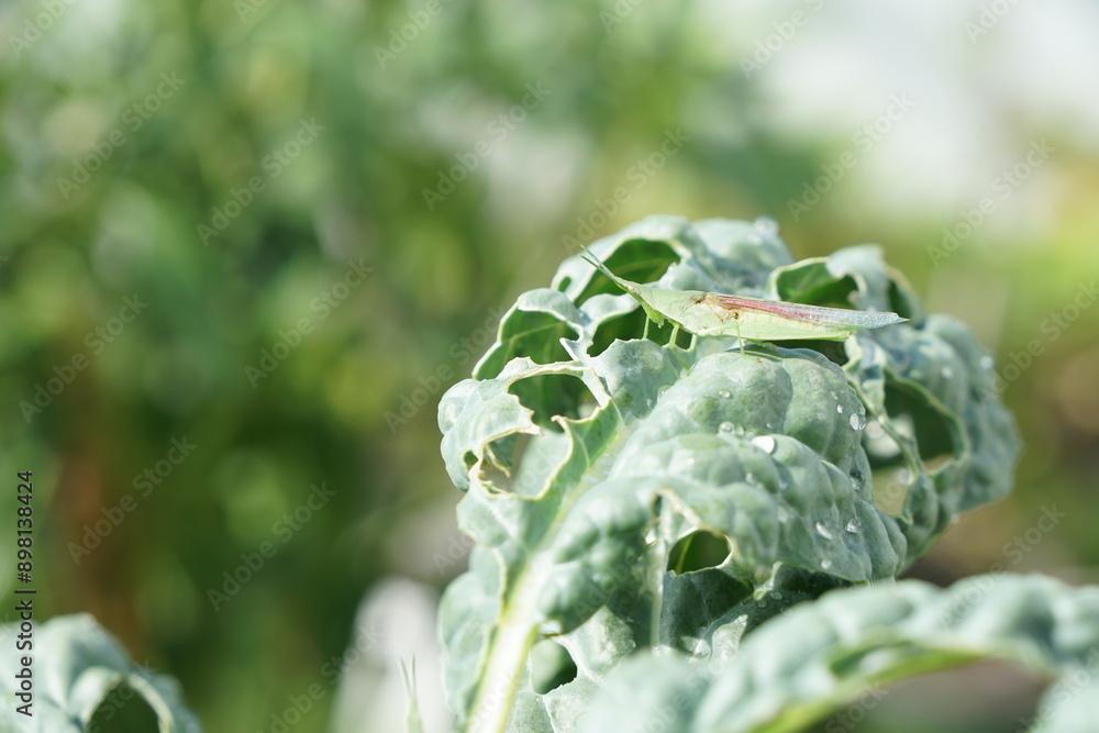 Grasshopper on green dino kale, insect pests, fresh morning light ...