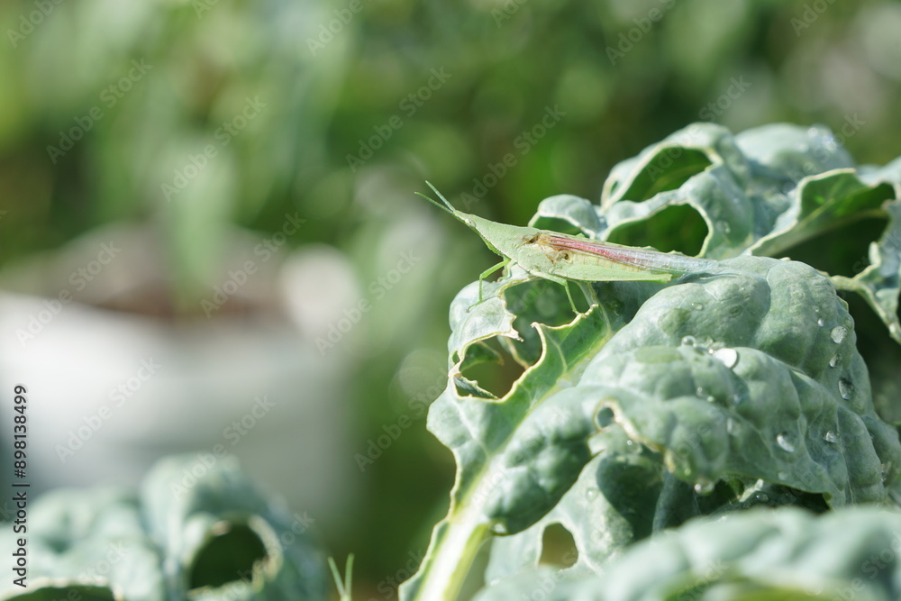 Grasshopper on green dino kale, insect pests, fresh morning light ...