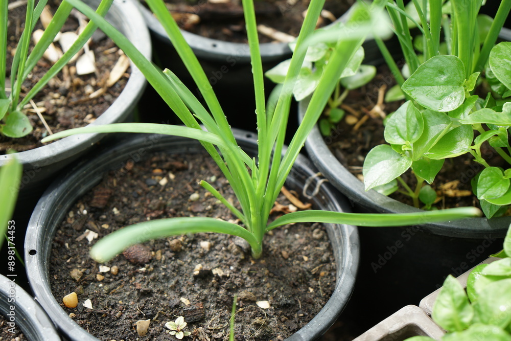 Green leaves of Garlic chives, Leek Chinese chives, Oriental garlic or ...