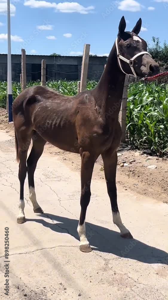 horse standing with owner on dirt road in greenfield. harmony of horses ...
