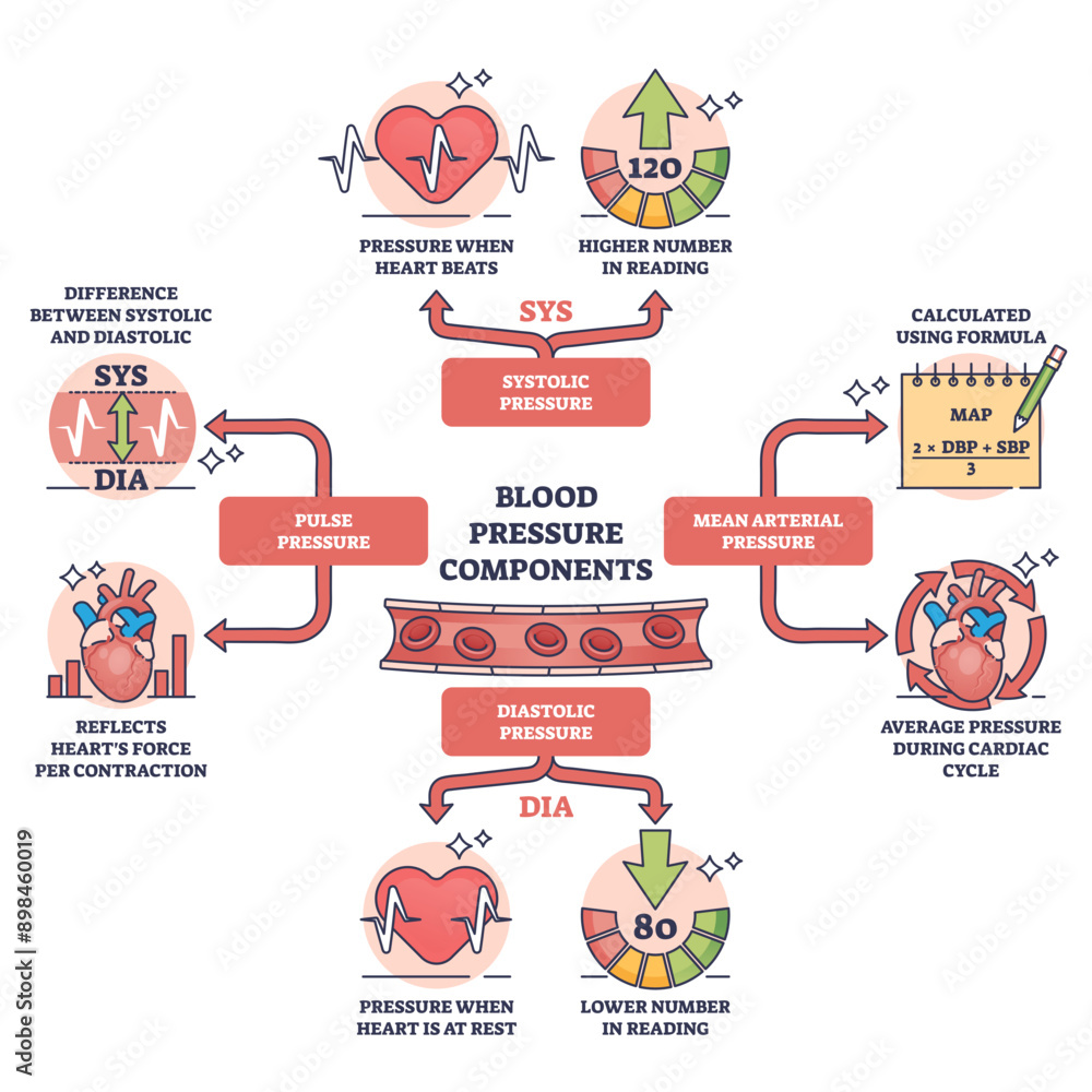 Components of blood pressure and normal heart rate control outline ...