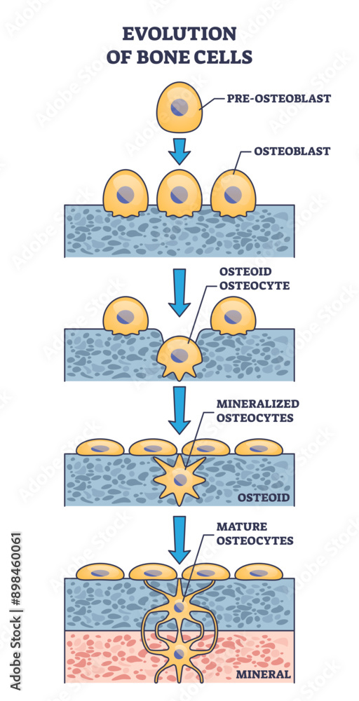 Evolution of bone cells with osteogenesis process explanation outline ...