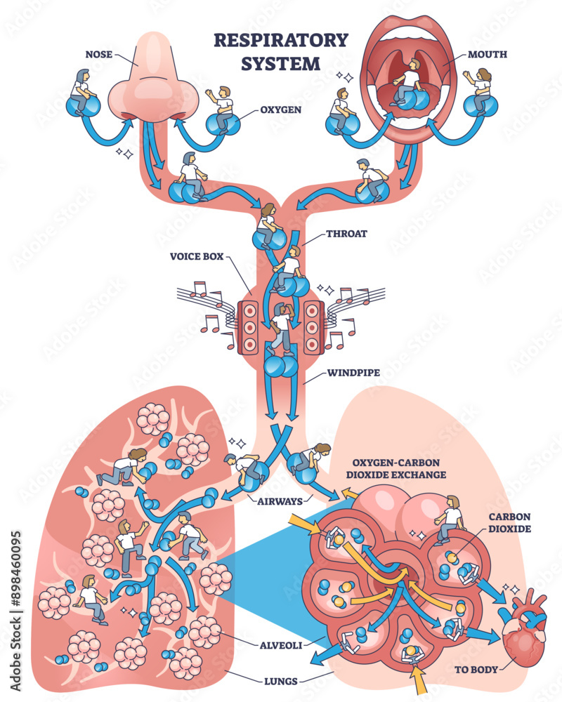Journey through respiratory system outline diagram, transparent ...