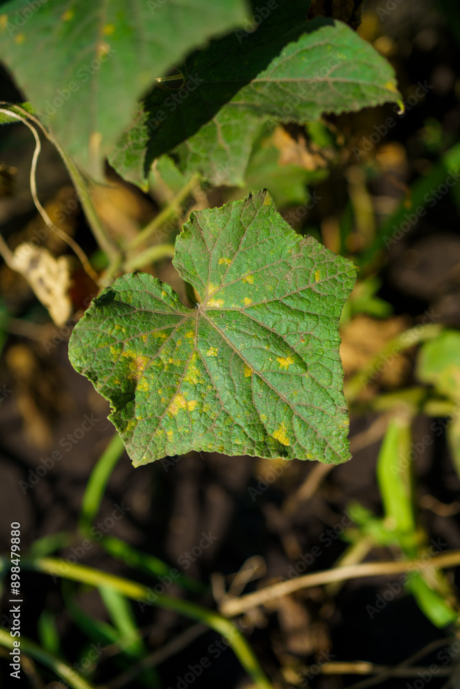 Foto de Cucumber leaves affected by downy mildew. Plant leaf disease ...