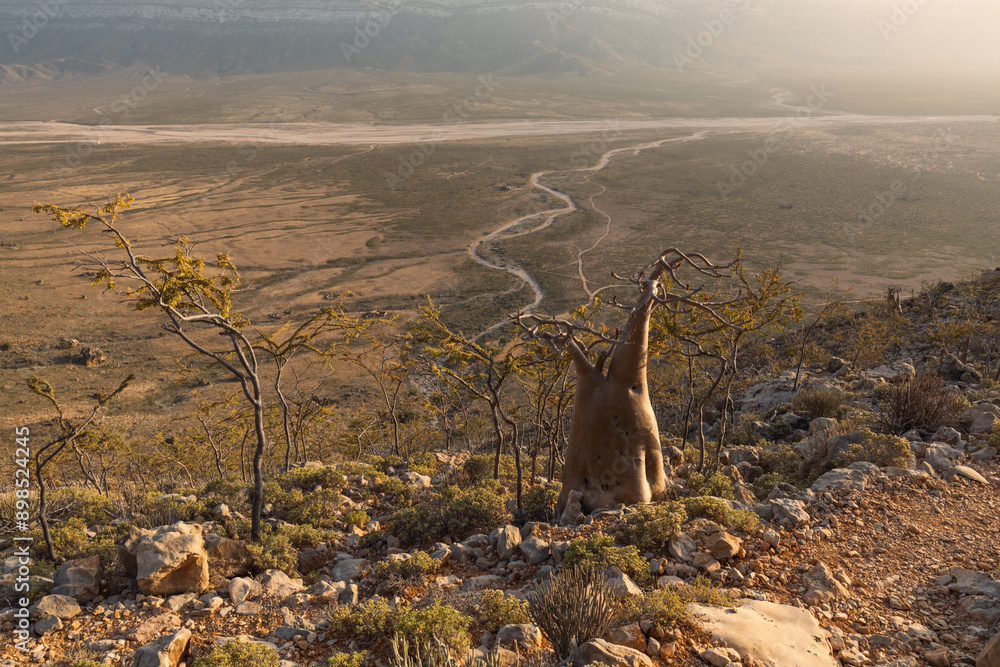 Bottle trees on the rocks and hills of Socotra. Beautiful views of the ...