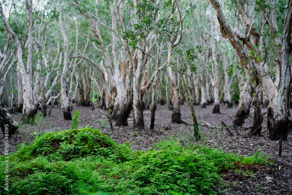Green Sword Fern (Fishbone Fern) on the fertile ground in front of ...