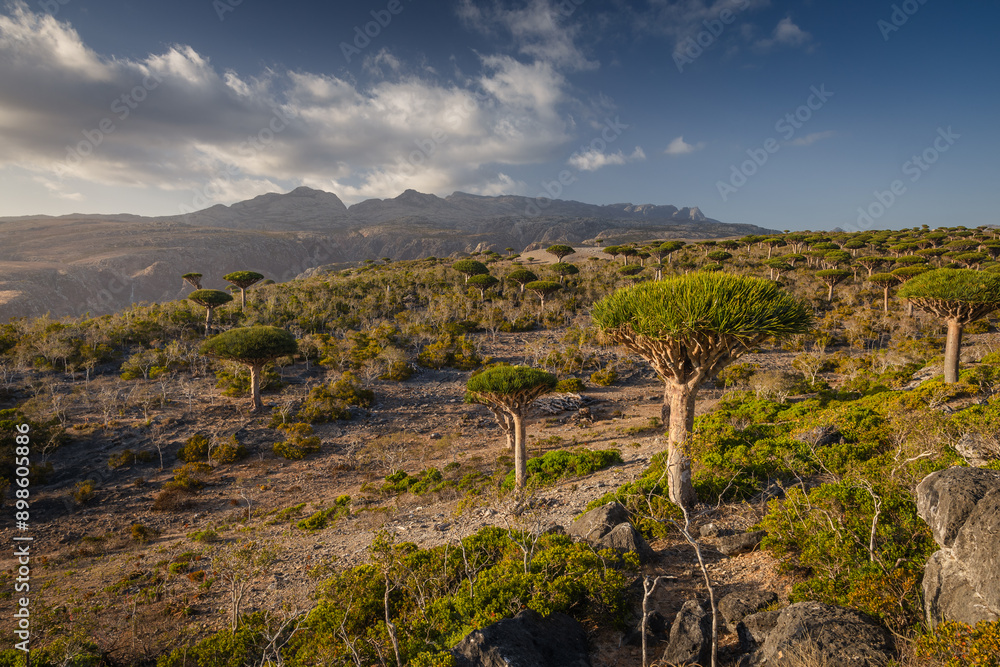 Firmihin Dragon`s Blood Tree Forest in Socotra- the only one of its ...