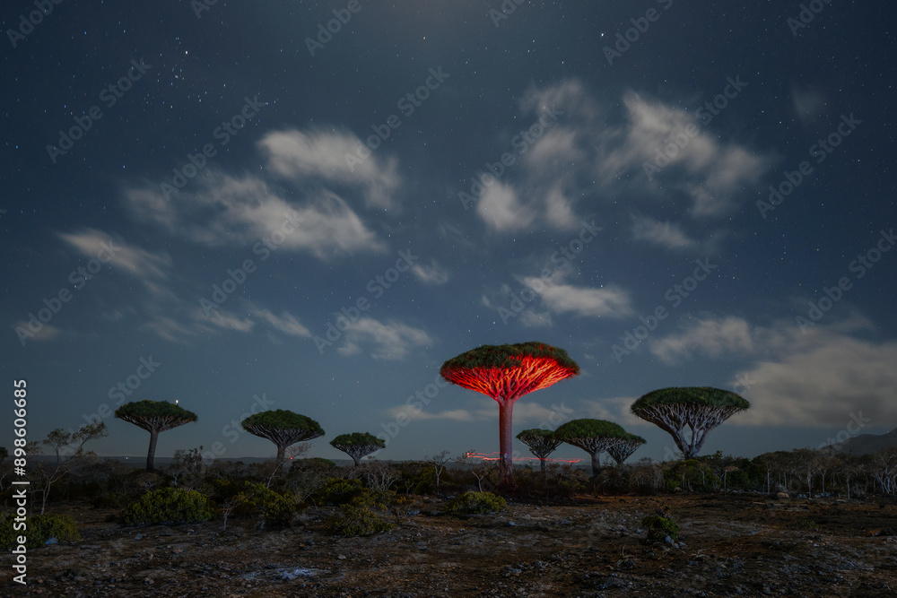 Firmihin Dragon`s Blood Tree Forest in Socotra- the only one of its ...